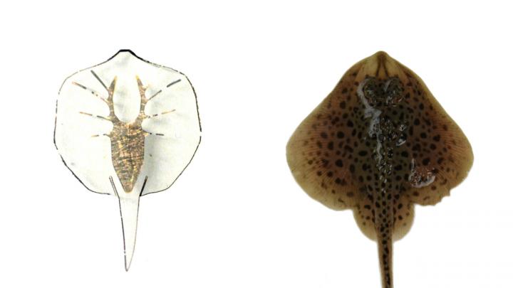 The Debut of a Robotic Stingray, Powered by Light-Activated Rat Cells ...