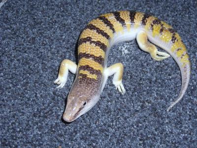 Swimming Through Sand (3 of 7) | EurekAlert!