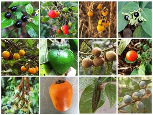 New tomato, potato family tree shows that fruit color and size evolved ...