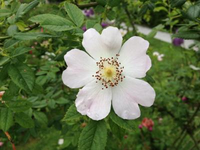 Differences in phenolic makeup of indigenous rose species and modern ...