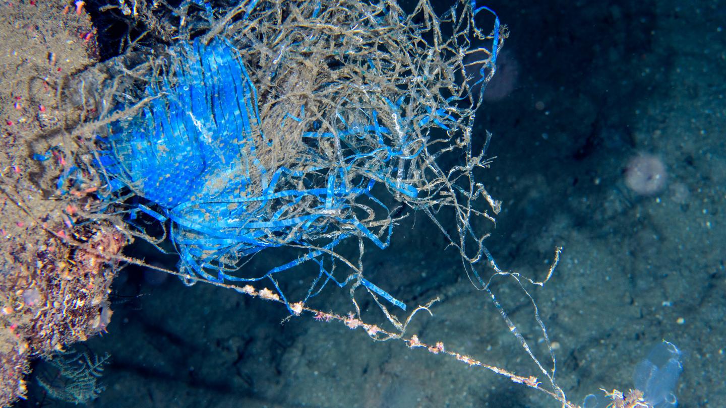No Refuge in the Deep for Shallow Reef Ecosystems (10 of 10) | EurekAlert!