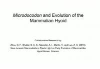 Early Mammal Fossil Reveals the Evolutionary Origins of Having a Loose ...
