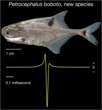 Name of new weakly electric fish species reflects hope for peace in ...