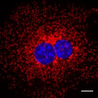 How cells running on empty trigger fuel recycling | EurekAlert!