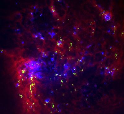 Molecular Clouds in the LMC [IMAGE] | EurekAlert! Science News Releases
