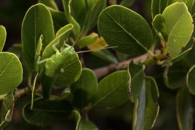 Stick Bugs Reveal Predictable Processes of Evolution (7 of 12 ...
