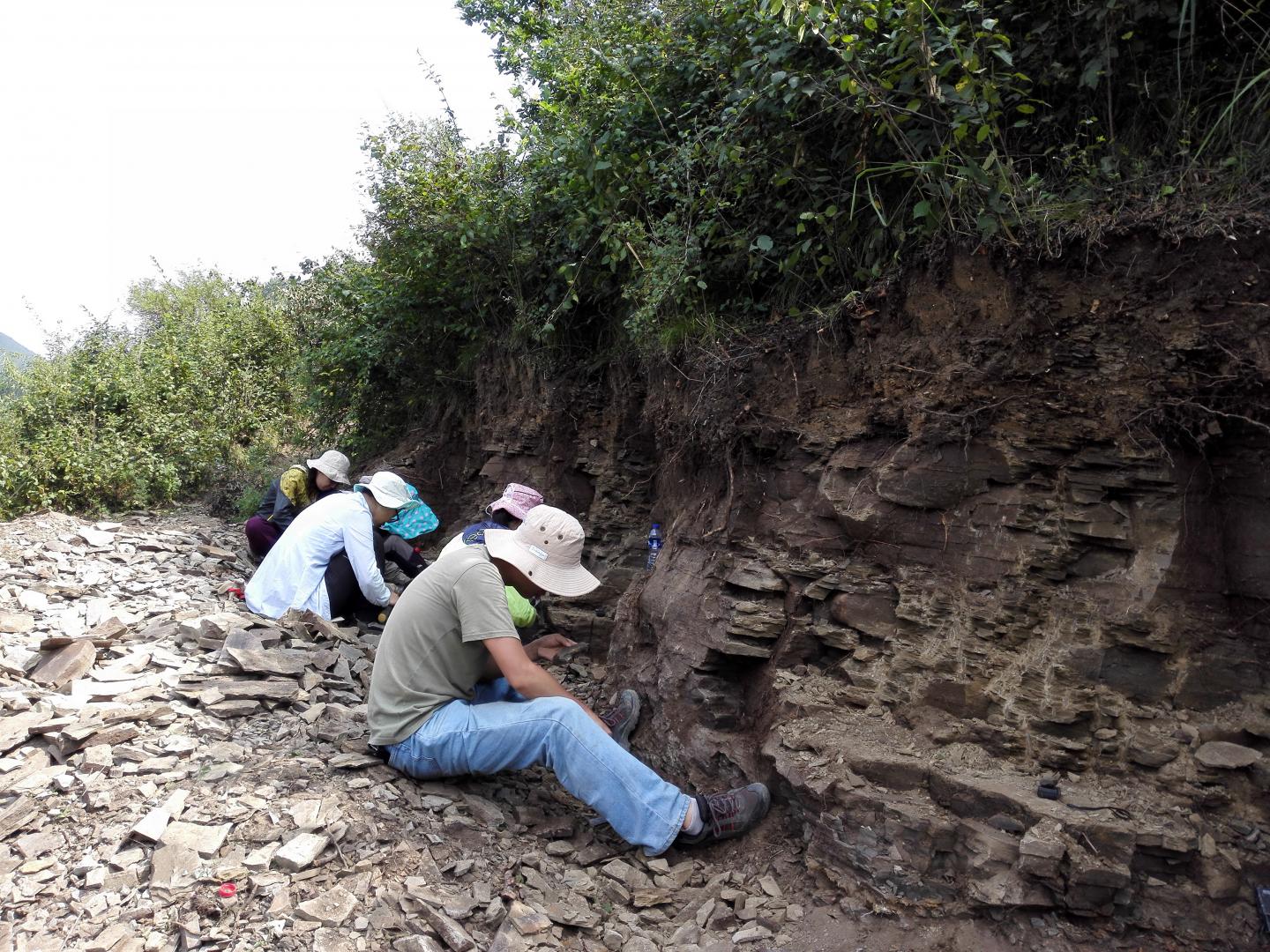 New Fossils Show Extraordinary Expansion of Insects During the Triassic ...