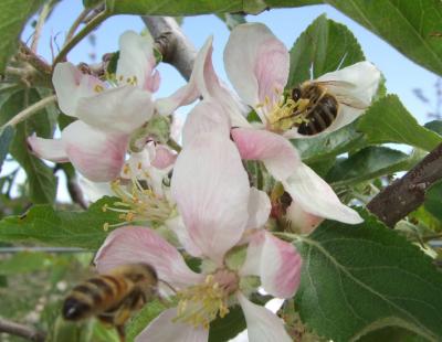 Wild Pollinators Crucial For Food Crops (8 of 12) | EurekAlert!