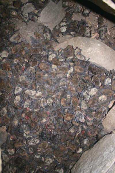 Bats Facing Regional Extinction From White-Nose Syndrome (9 of 9 ...