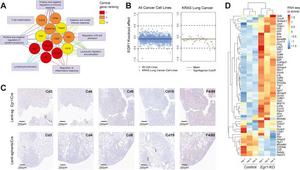 Impact of Egr1 knockout on in vitro lung cancer proliferation, in vivo ...