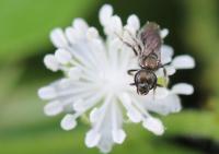 Sweat bees on hot chillies: Native bees thrive in traditional farming ...