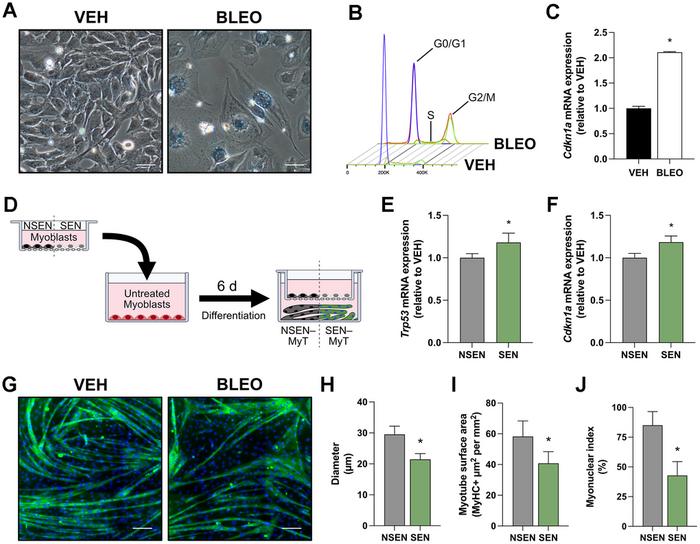 Senescent muscle cells send molecular messages that may contribute to ...