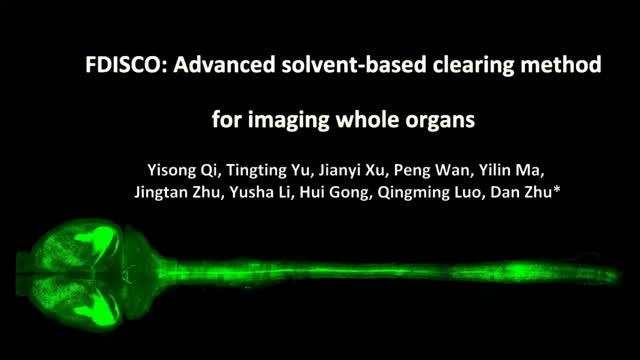 An Effective Method for 3-D Imaging Whole Organs: FDISCO (1 of 1 ...