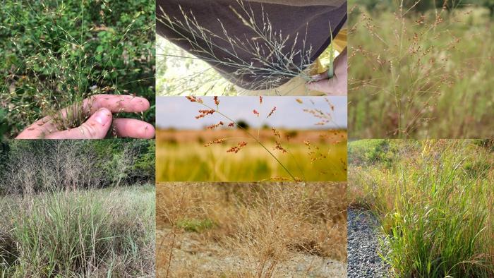 Switchgrass collage [IMAGE] | EurekAlert! Science News Releases