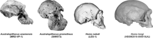 Paleontologists at the University of Malaga reveal new data on the ...