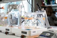 FDA phase 1 trial shows hydrogel to repair heart is safe to inject in ...