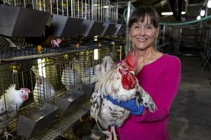 Unique chicken line advances research on autoimmune disease that ...