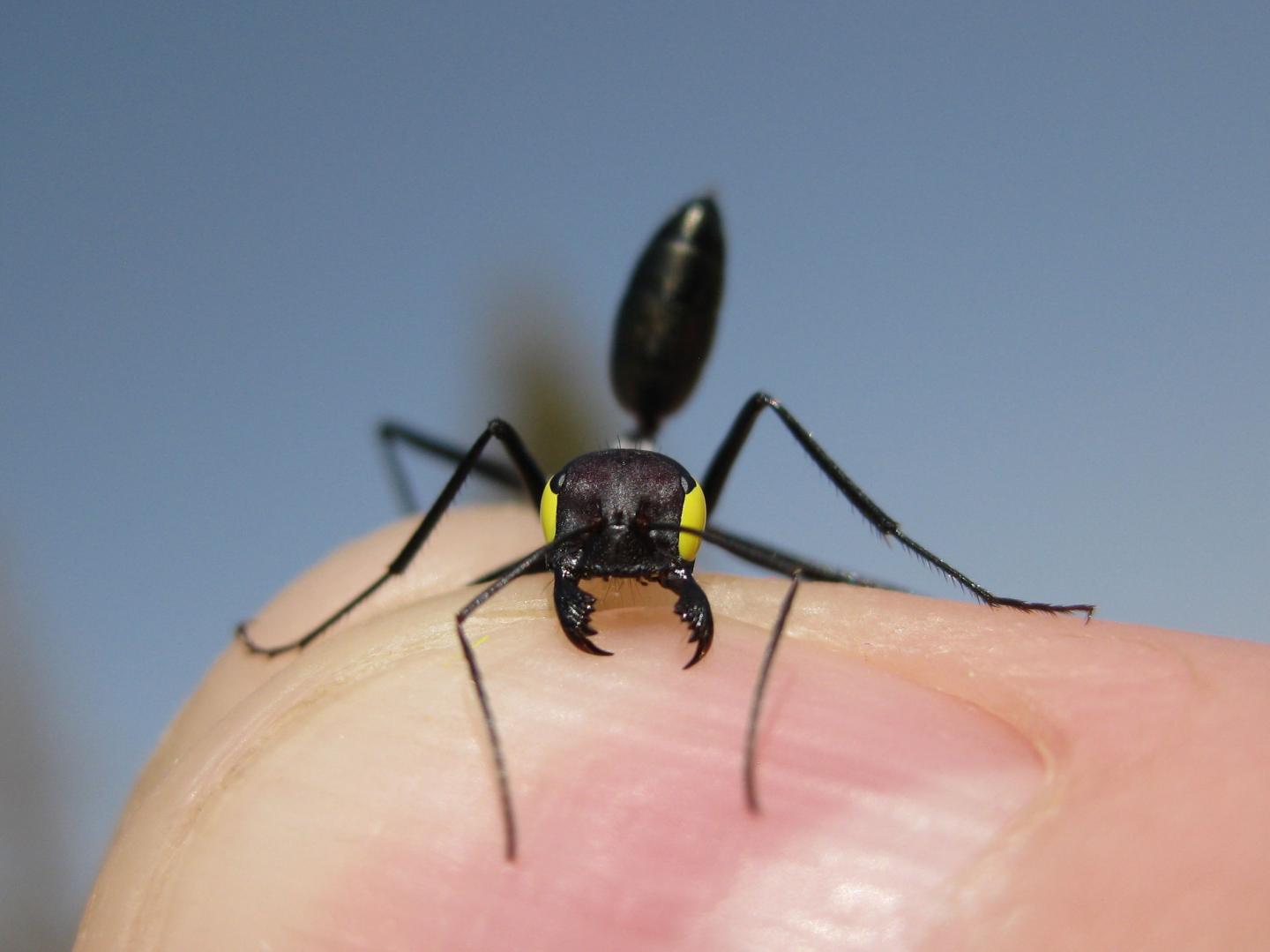 Ants Have Dual Navigation Systems (1 of 9) [IMAGE] | EurekAlert ...