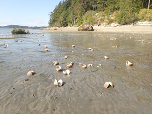 New study: 2021 heat wave created ‘perfect storm’ for shellfish die-off ...