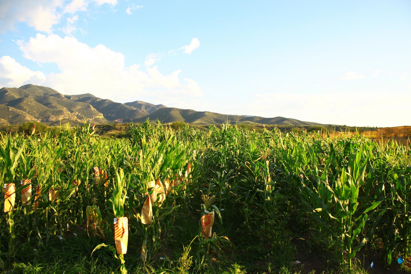 Farmers Selected Maize for Agricultural Use at High Elevations (6 of 12 ...
