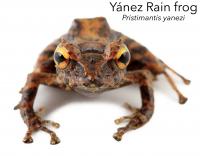 Finding the real treasure of the Incas: Two new frog species from an ...