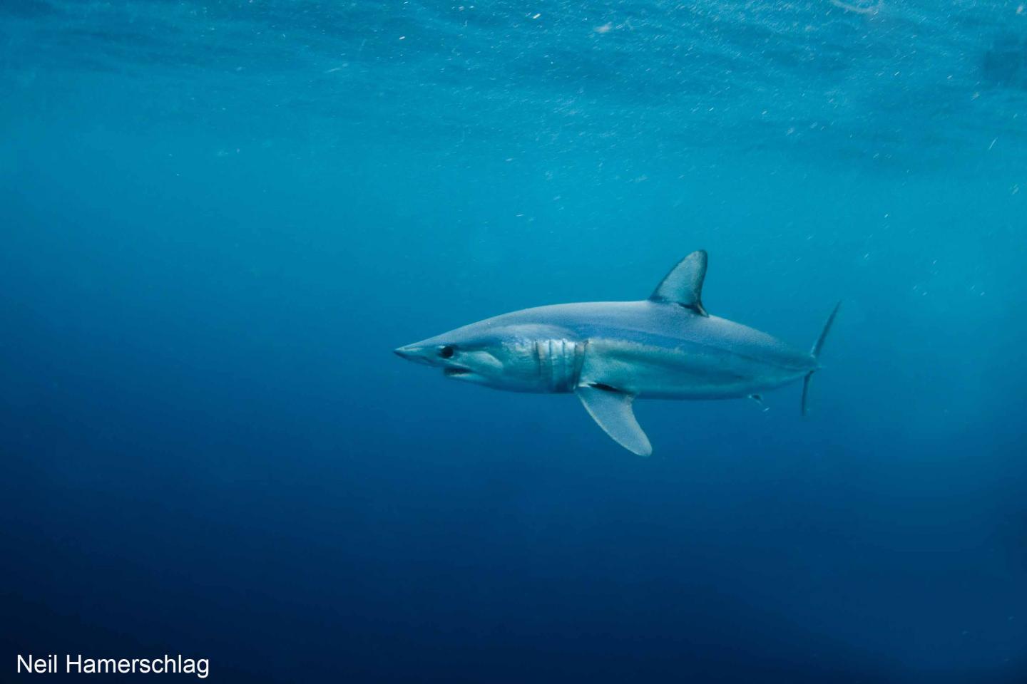 Shortfin Mako [IMAGE] | EurekAlert! Science News Releases