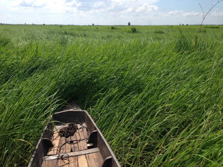 Genetic Adaptation Allows Rice to Survive Long-Term Flooding (2 of 12 ...
