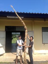 Genetic Adaptation Allows Rice to Survive Long-Term Flooding (3 of 12 ...