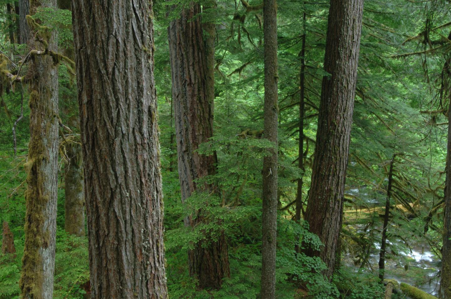 Old-Growth Forests With Complex Vegetation Layers Keep Local Climates ...