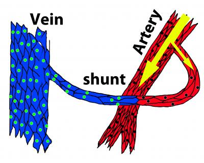 Controlling Inflated Blood Vessels (7 of 7) [IMAGE] | EurekAlert ...