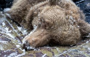 Study reveals molecular mechanisms behind hibernation in mammals ...