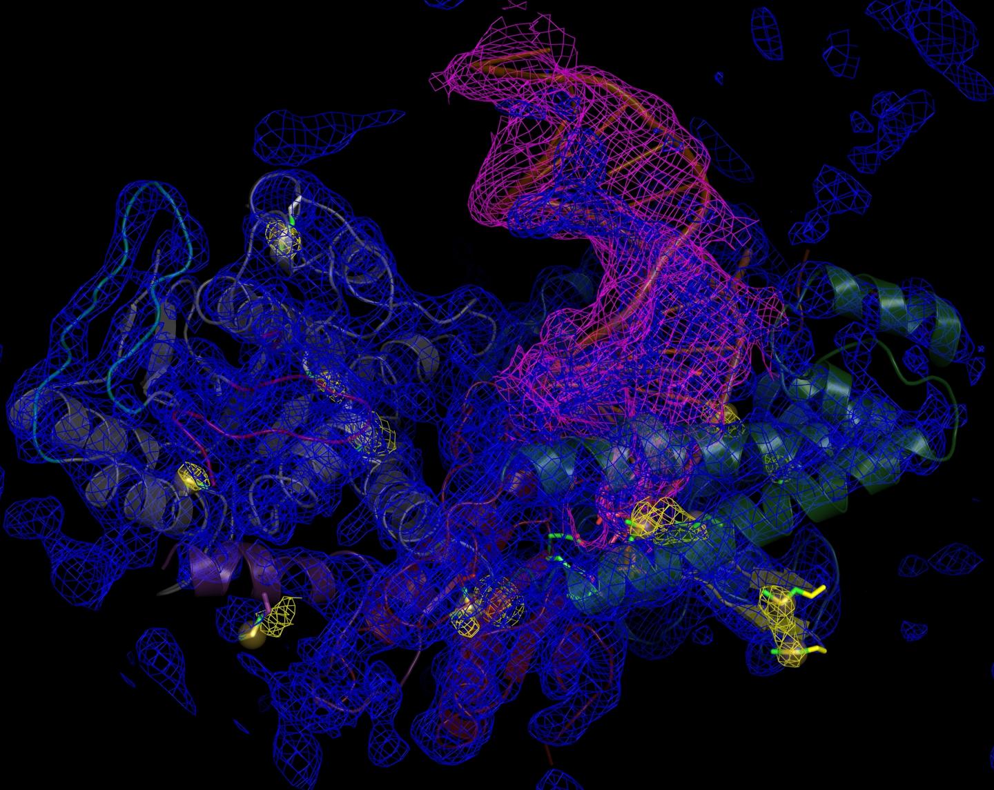 Human DNA Polymerase Theta (POLQ) [IMAGE] | EurekAlert! Science News ...