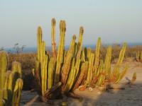 Mutations Explain Flies' Dependence on Unique Cactus (9 of 9) | EurekAlert!