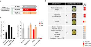 Unlocking the genetic secrets of seedlessness: VviAGL11 gene key to ...