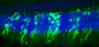 Photoreceptor transplant restores vision in mice | EurekAlert!