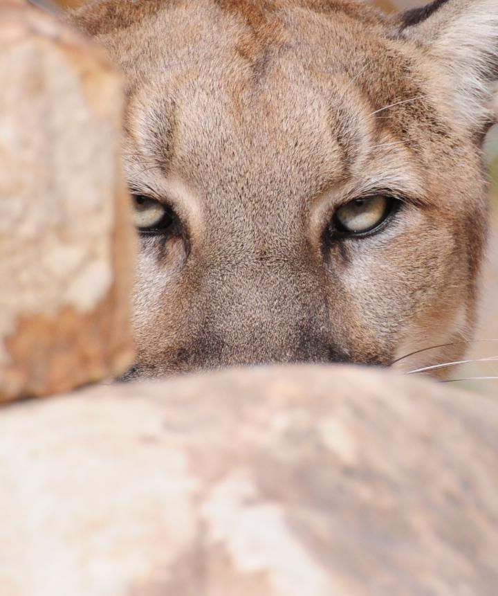 Cheetahs and Pumas Strike a Balance to Hunt (11 of 18) | EurekAlert!
