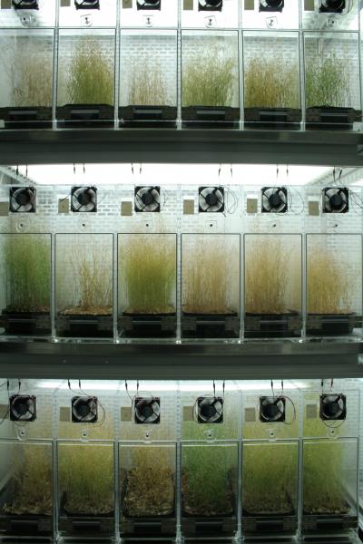 Insects Drive Rapid Evolution of Plant Hosts (16 of 17) | EurekAlert!