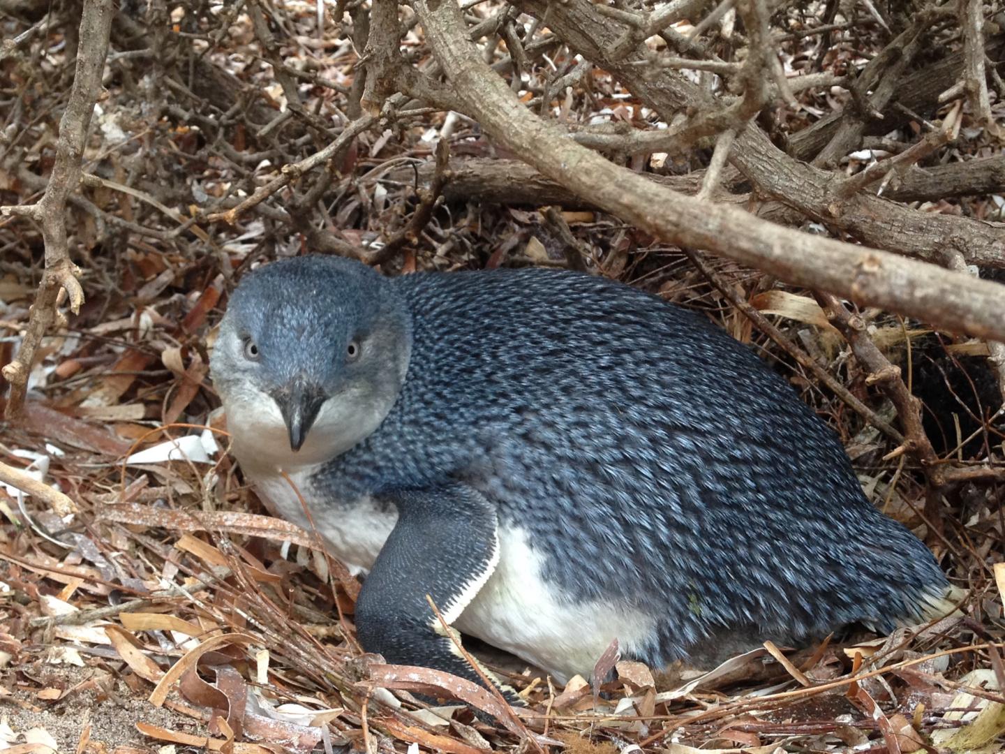 Little Penguin [IMAGE] | EurekAlert! Science News Releases