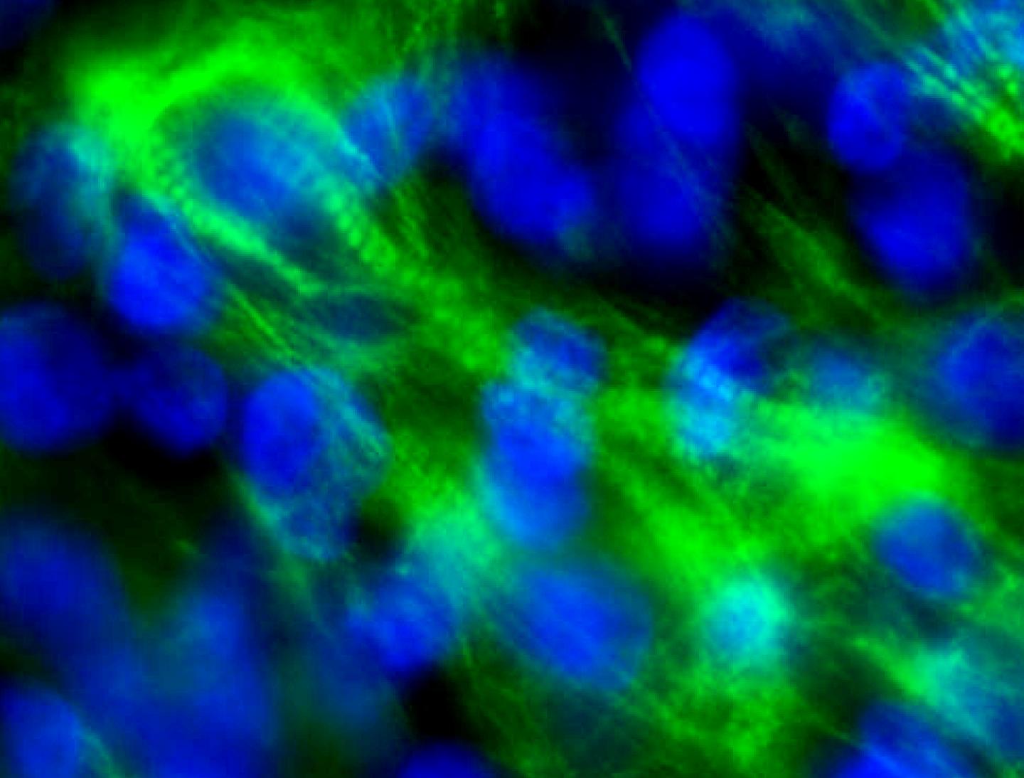 Electrically Conditioned Human Cardiomyocytes. [IMAGE] | EurekAlert ...