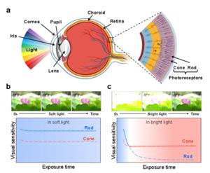 Self-powered and broadband opto-sensor with bionic visual adaptation ...