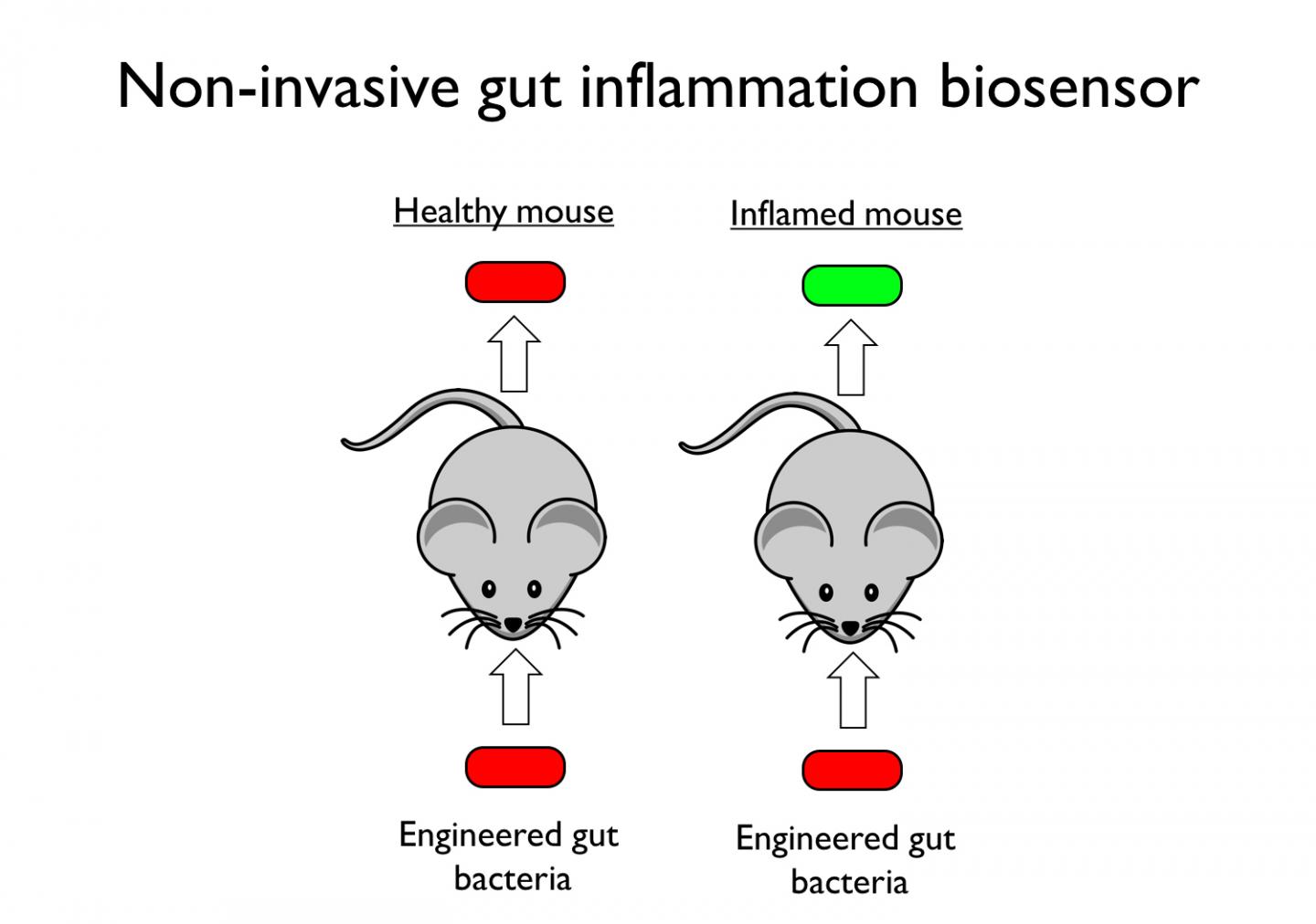 Sensing Colitis in Mice [IMAGE] | EurekAlert! Science News Releases