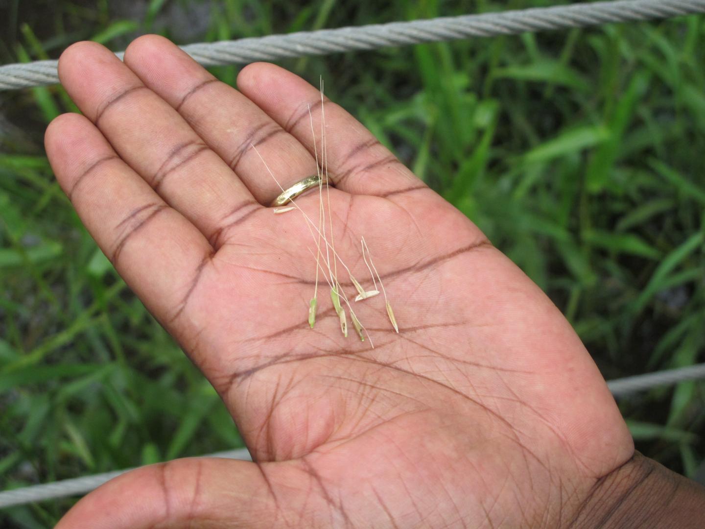 Wild Australian Rice [IMAGE] | EurekAlert! Science News Releases