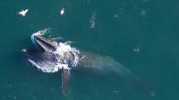 Study identifies whale blow microbiome | EurekAlert!