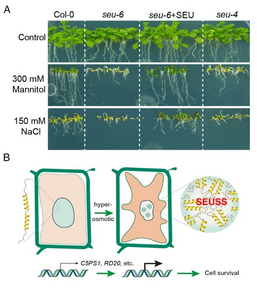 Condensation of transcriptional regulator SEUSS mediates osmotic stress ...