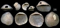 Cave art and painted shells suggest neanderthals were artists ...
