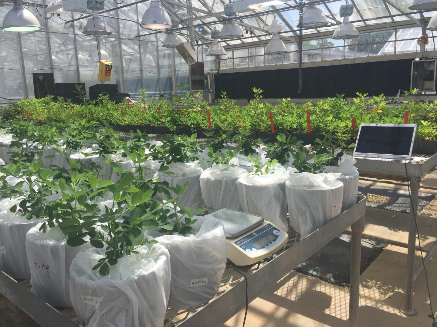 Greenhouse Growth [IMAGE] | EurekAlert! Science News Releases