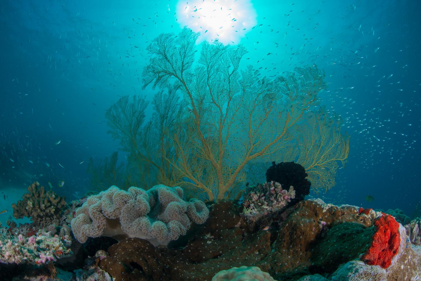 Rethinking Drivers of the World's Marine Diversity Gradient (16 of 21 ...