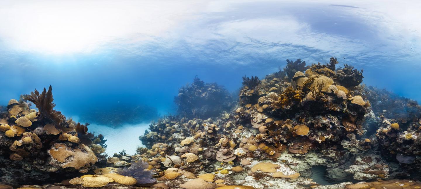 Deep Coral Reefs Are Not Universal Lifeline for their Shallow Neighbors ...
