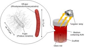 New bacteria-based therapy shows promise for fighting cancer | EurekAlert!