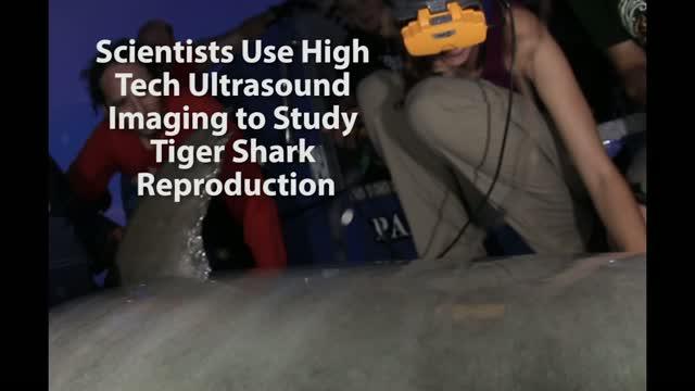 Scientists used high tech ultrasound imaging to study tiger shark ...